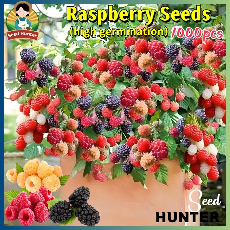 Mixed Raspberry Seeds for Planting Fruit Trees (1000 Seed) Potted ...