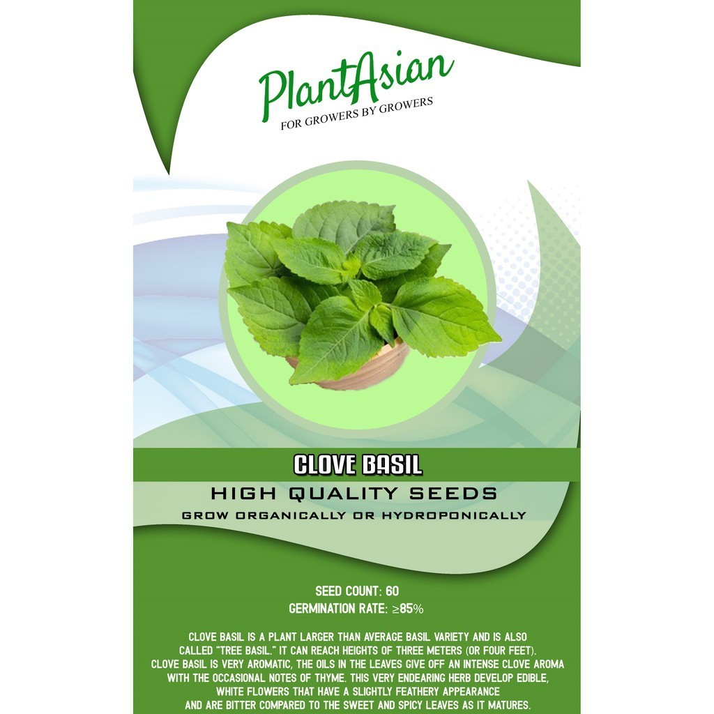 CLOVE BASIL HIGH QUALITY SEEDS | Shopee Philippines