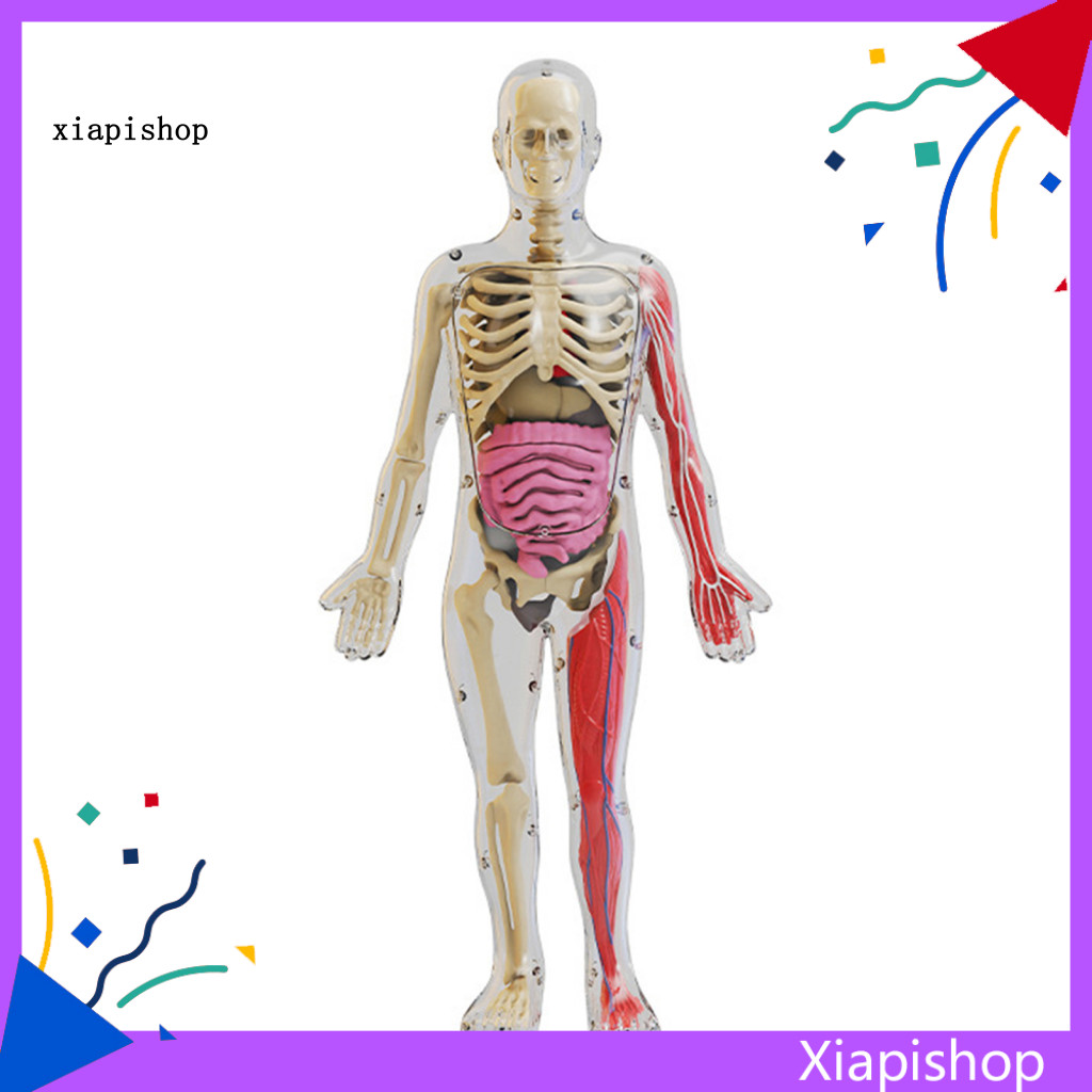 XPS Human Body Teaching Aid Glow-in-the-dark Human Body Model with Tray ...