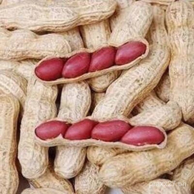 Traditional Farmhouse Red-Skinned Peanut Seeds Four-Compartment Peanut ...
