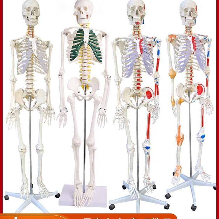 Human Body Skeleton Frame Detachable Medical Mini Small Body Bone with ...