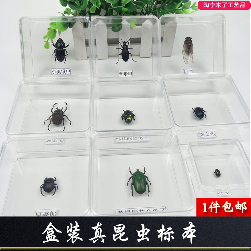 Insect Butterfly Specimen Real Insect Animal Acrylic Box Beetle ...