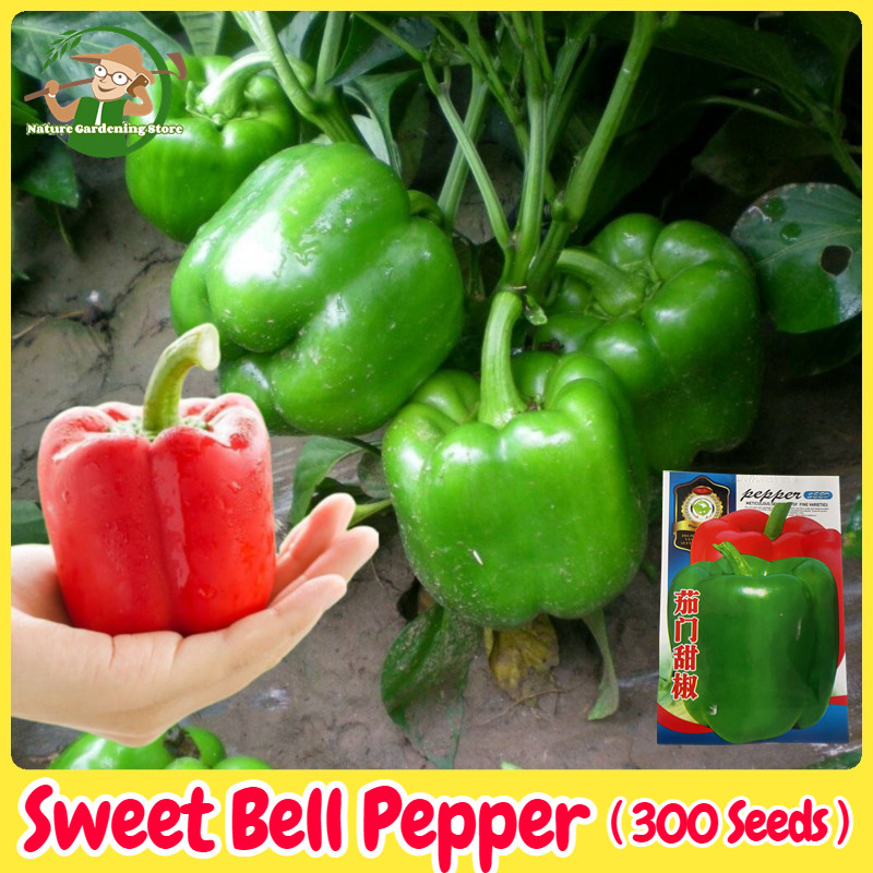 Fresh Organic Sweet Bell Pepper Seeds for Planting 300pcs High Yield ...