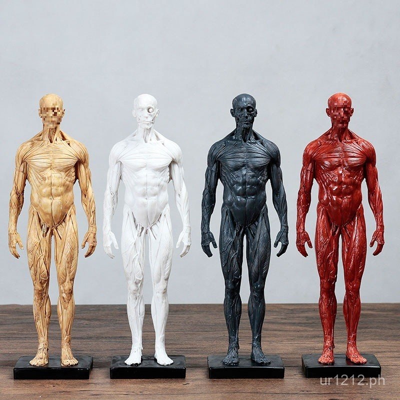 Art Skeleton Reference Anatomy Model Art Human Body Model Standard ...