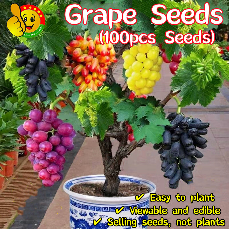 100% Original Sweet Bonsai Grape Seeds for Sale Fresh 100pcs Potted ...