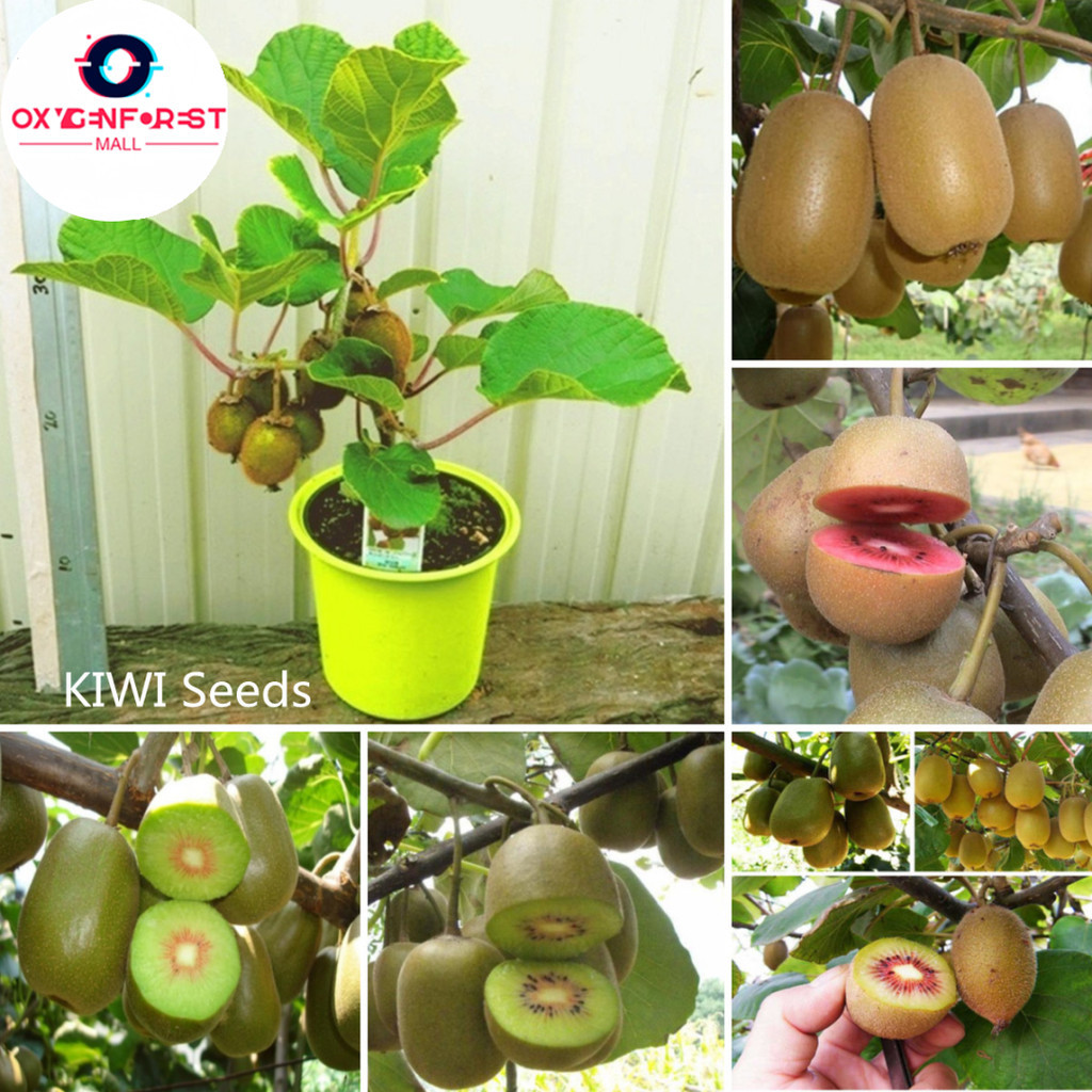 200seeds/pack Kiwi Seeds for Planting Actinidia Fruit Seed Growing ...