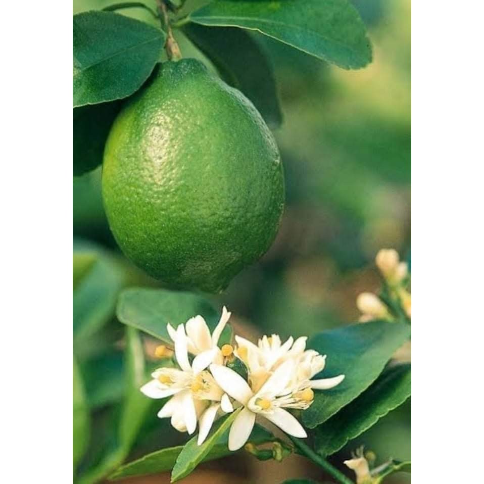 Dayap Key Lime Seedlings citrus Grafted seedlings | Shopee Philippines