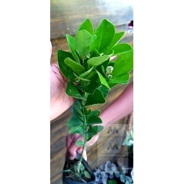 Calamansi Grafted Sintunis bearing Citrus Hybrid Var | Shopee Philippines