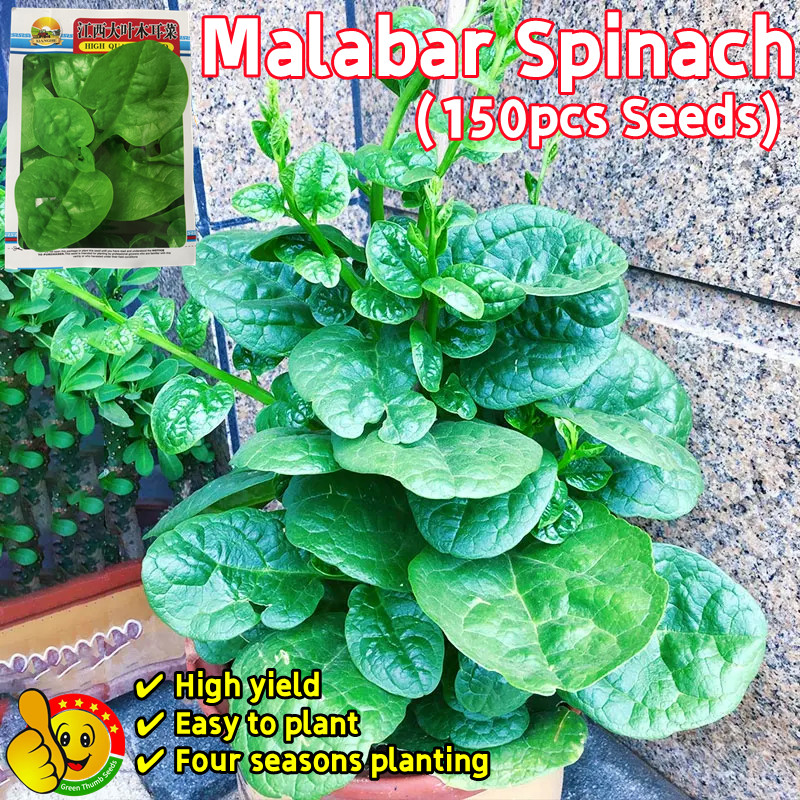 100% Original Green Large Leaf Malabar Spinach Seeds for Planting ...