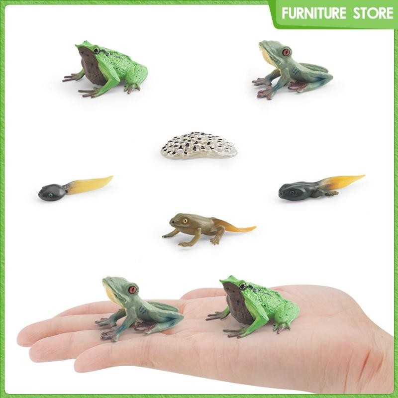 [Wishshopeelxj] Life Cycle of Frog Toys Cognitive Teaching Materials ...