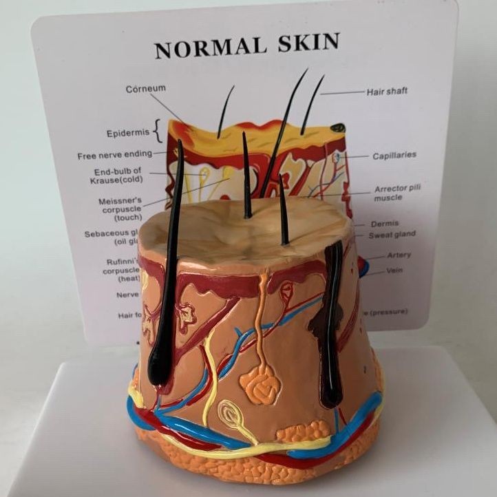 Good Quality Human Body Expression Healthy Hair Enlargement Anatomy ...