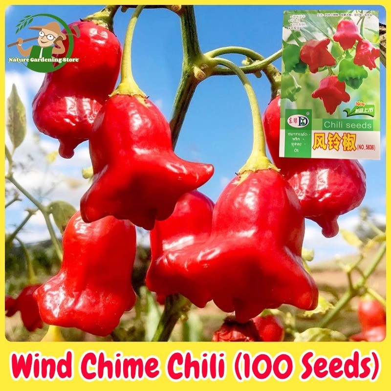 100% Legit Wind Chime Chili Pepper Seeds for Planting 100 PCS F1 ...