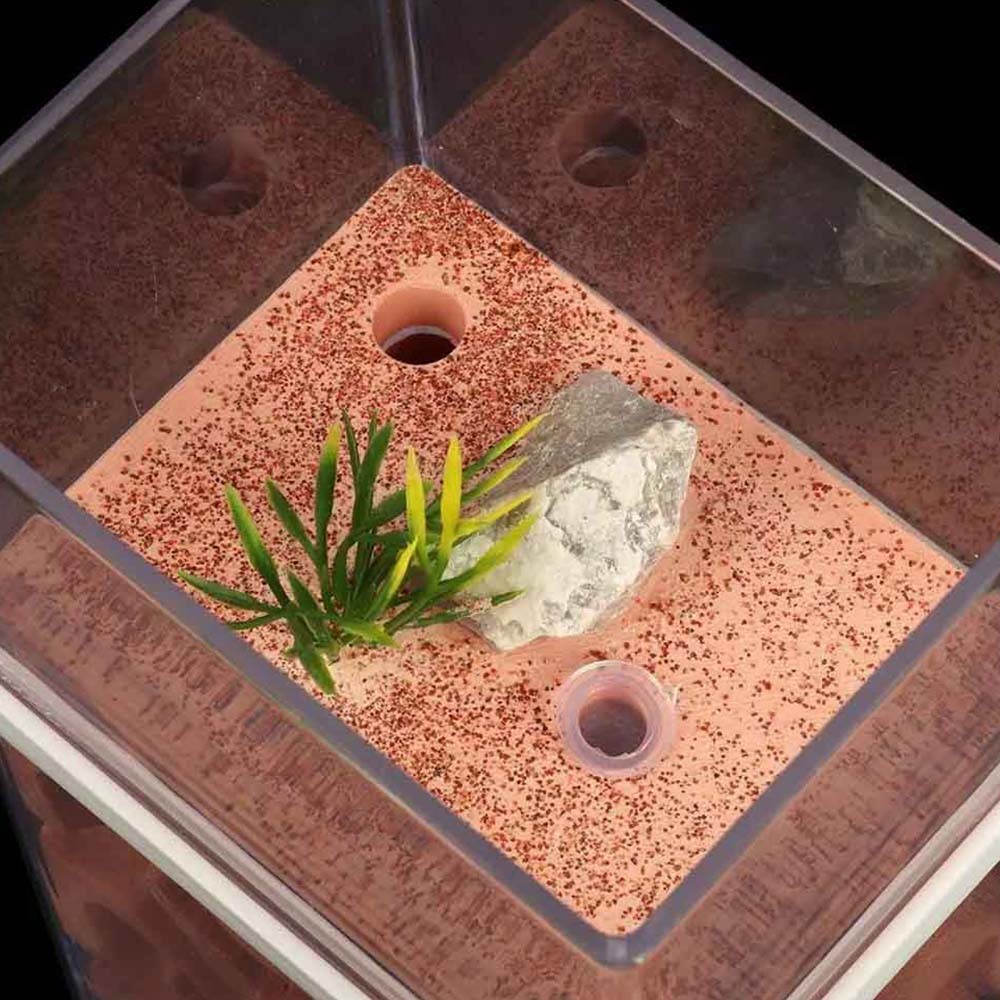 Ant Castle Habitat - Transparent Ant Farm Nest Terrarium | Shopee ...
