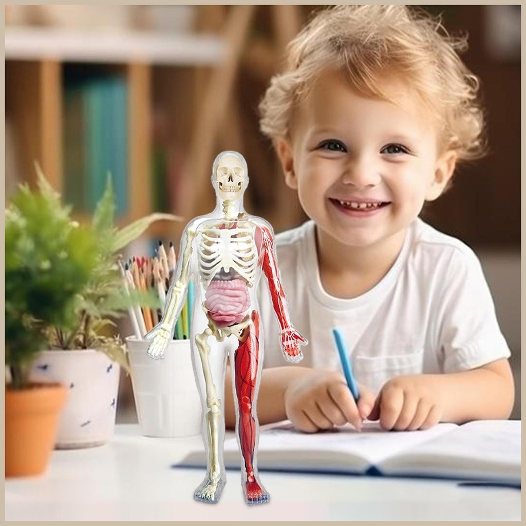 Human Skeleton Model Anatomy Torso Interactive Toys Night Glowing Human ...