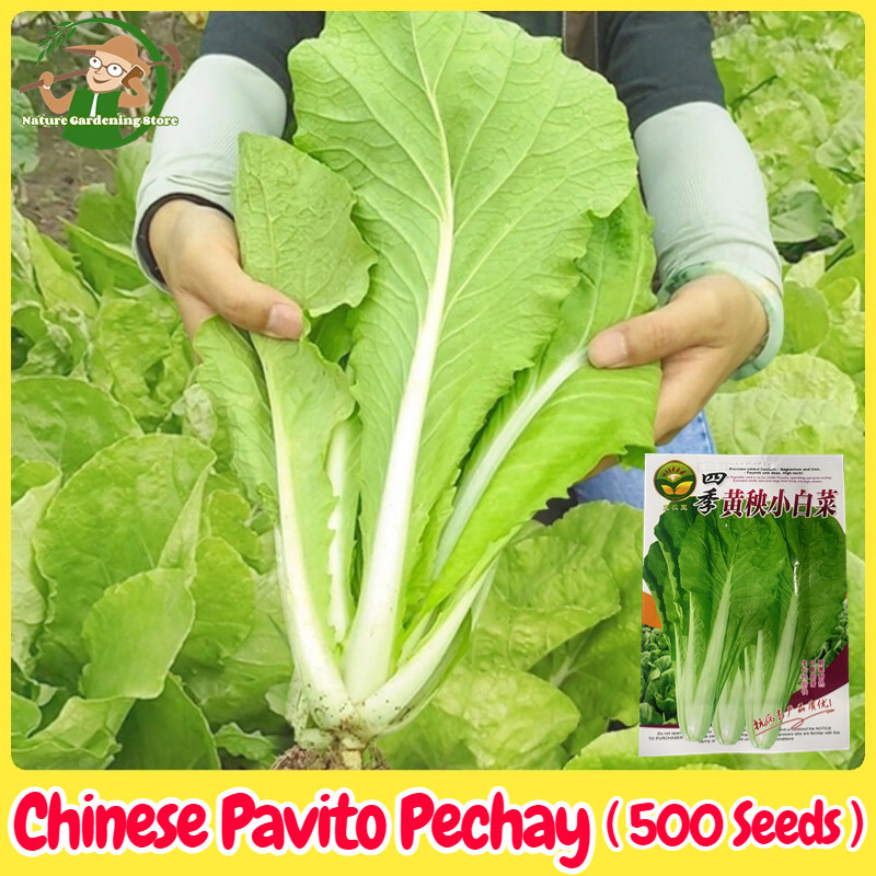 Fresh Organic Chinese Pavito Pechay Seeds Vegetable Seeds for Planting ...