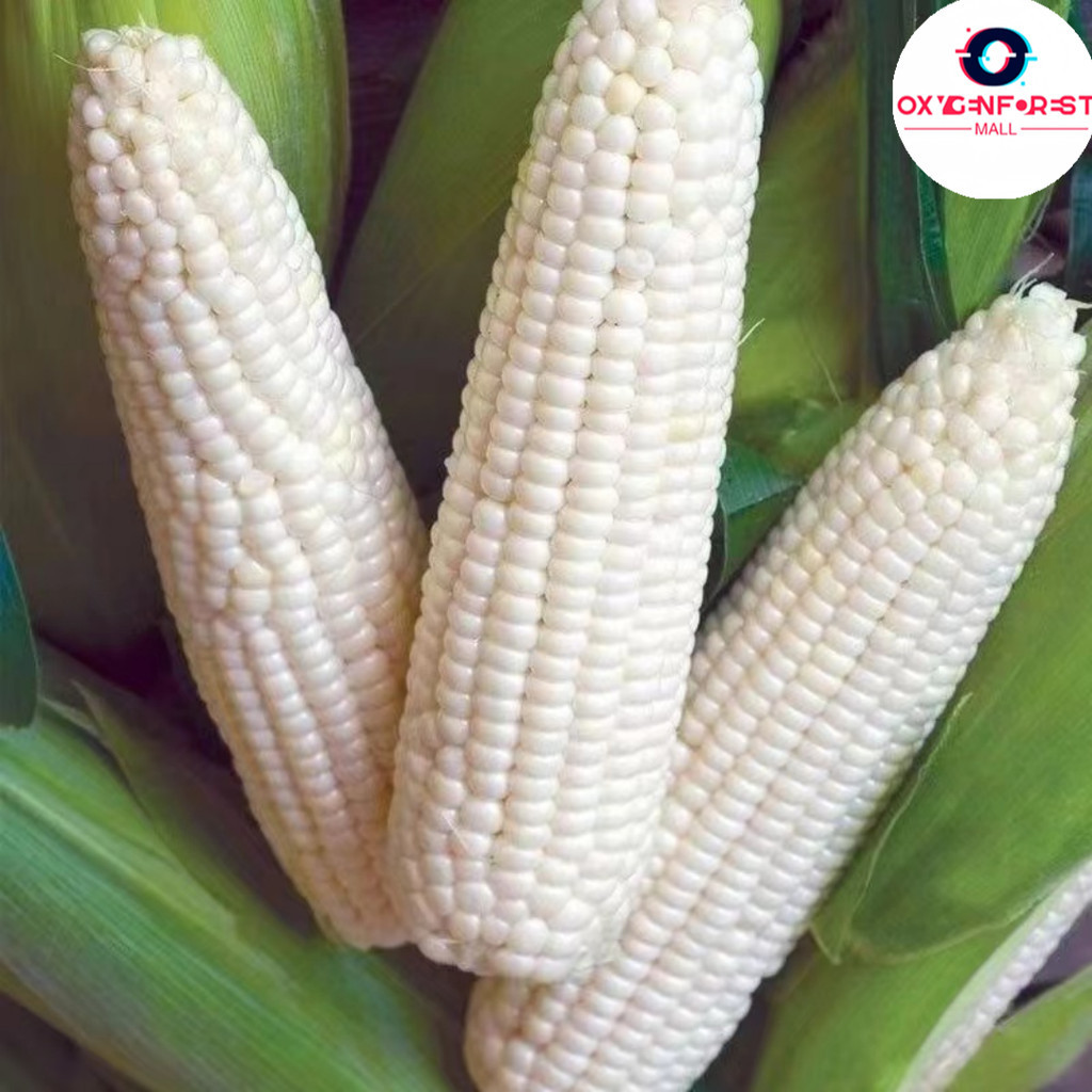 Sweet Glutinous White Corn Seeds - (20seeds) WHITE LAGKITAN CORN/Waxy ...