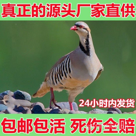 Live Quail, Stone Chicken, Quacking Chicken, Flying Dragon General ...