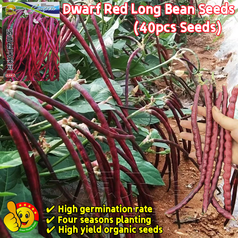 100% Original Dwarf Red Long Bean Seeds for Planting Vegetables 40pcs ...