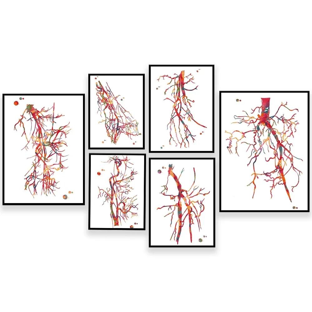 Angiography Femoral Spf Artery Occlusion Saphenous Vein External ...