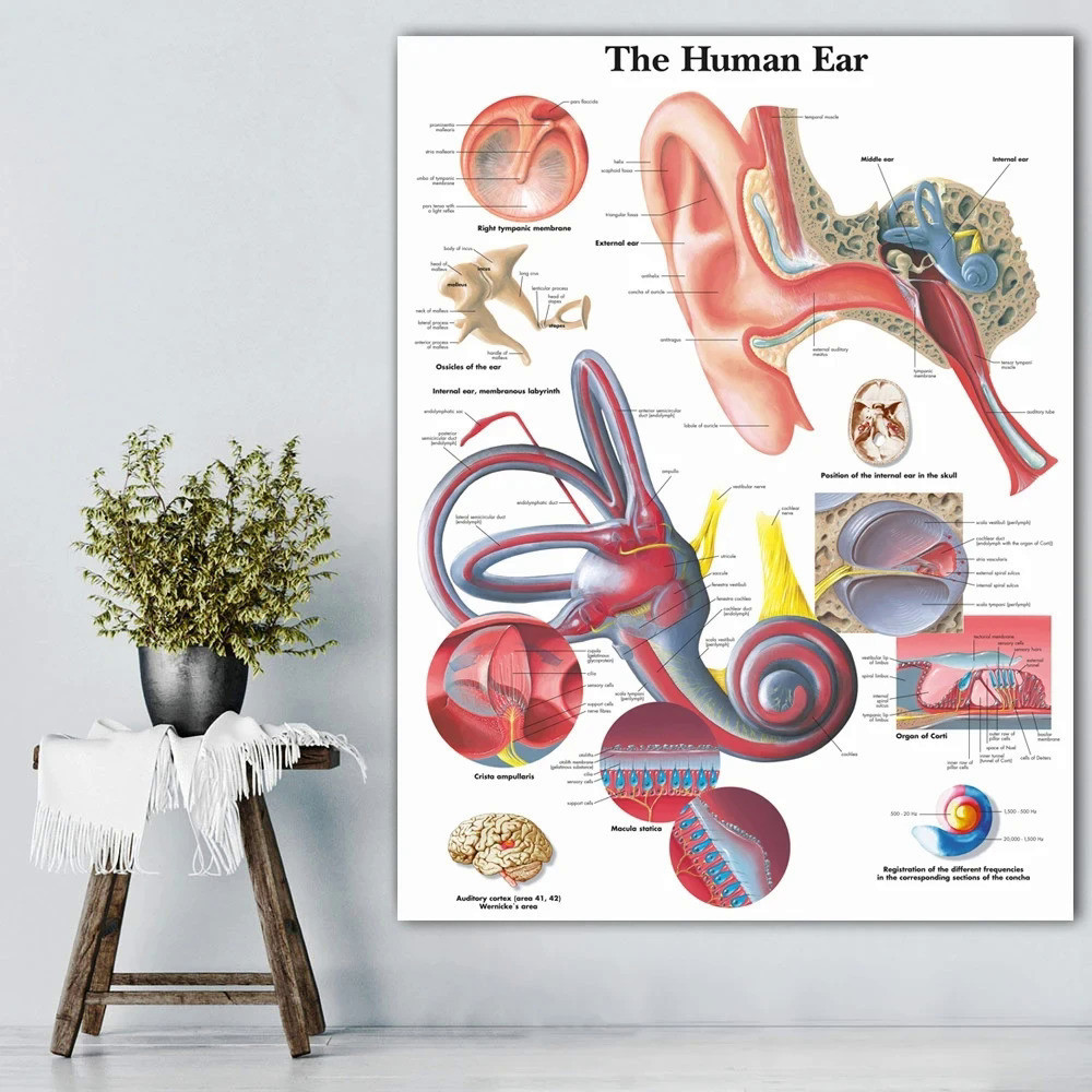 Spanish Human Ear Anatomy Anatomical Charts Posters Prints Canvas ...