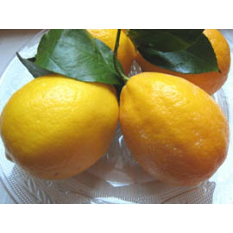 Meyer Lemon Variety Grafted sweet hybrid citrus fruit seedlings ...