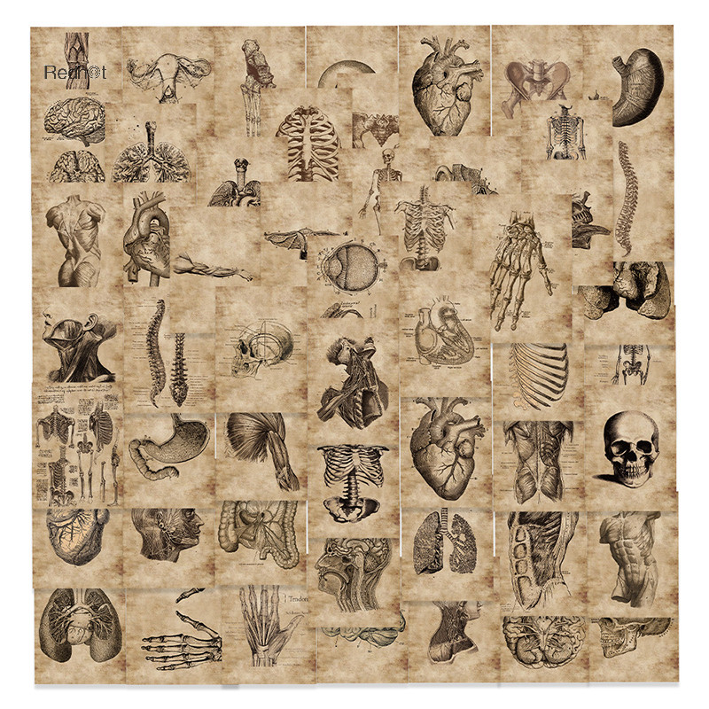 56pcs/set Human Body Organ Stickers Waterproof Sticker Anatomy Map ...