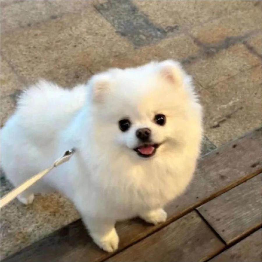 Pomeranian Puppy Not Growing Up Teacup Dog White Pomeranian Shunsuke ...