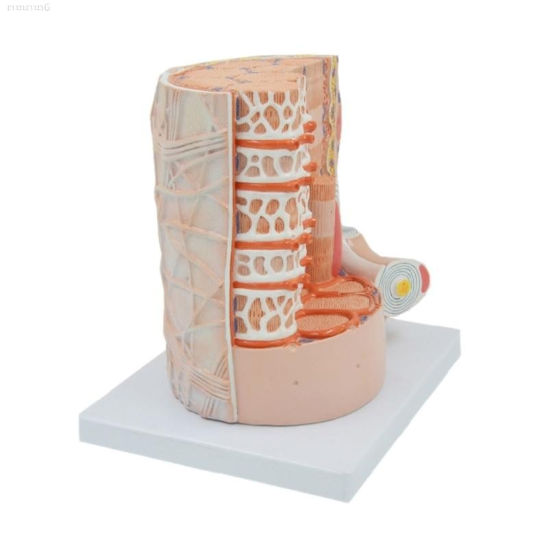 RUNUN Anatomical Skeletal Muscle Fibers Model for Disease Study Medical ...