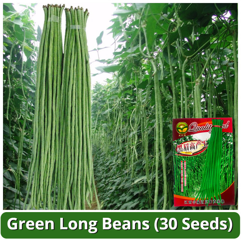 Green Long Beans Seeds 30pcs F1 Hybrid Beans Seeds for Planting ...