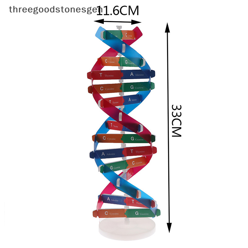TGS Human Genes DNA Models Double Helix Science Toys Teaching Learning ...
