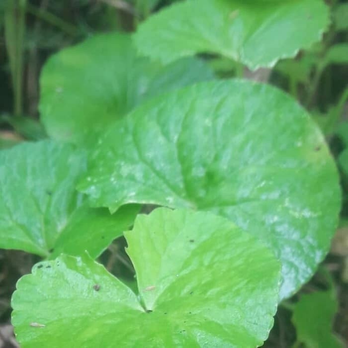 Gotu kolag or antanan leaves 5 ounces ready | Shopee Philippines