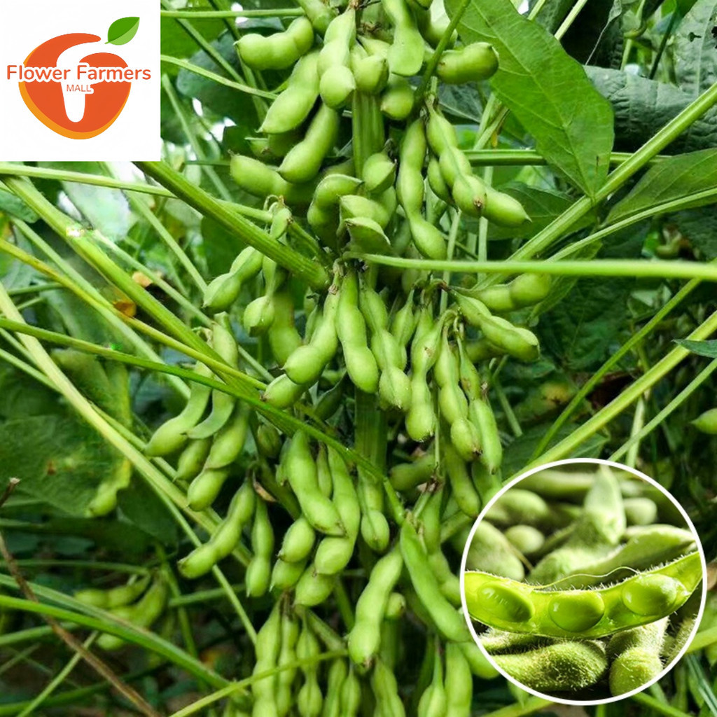Green Soybean Edamame Soya Beans Vegetable Seeds ( 30 seeds ) - Edamame ...