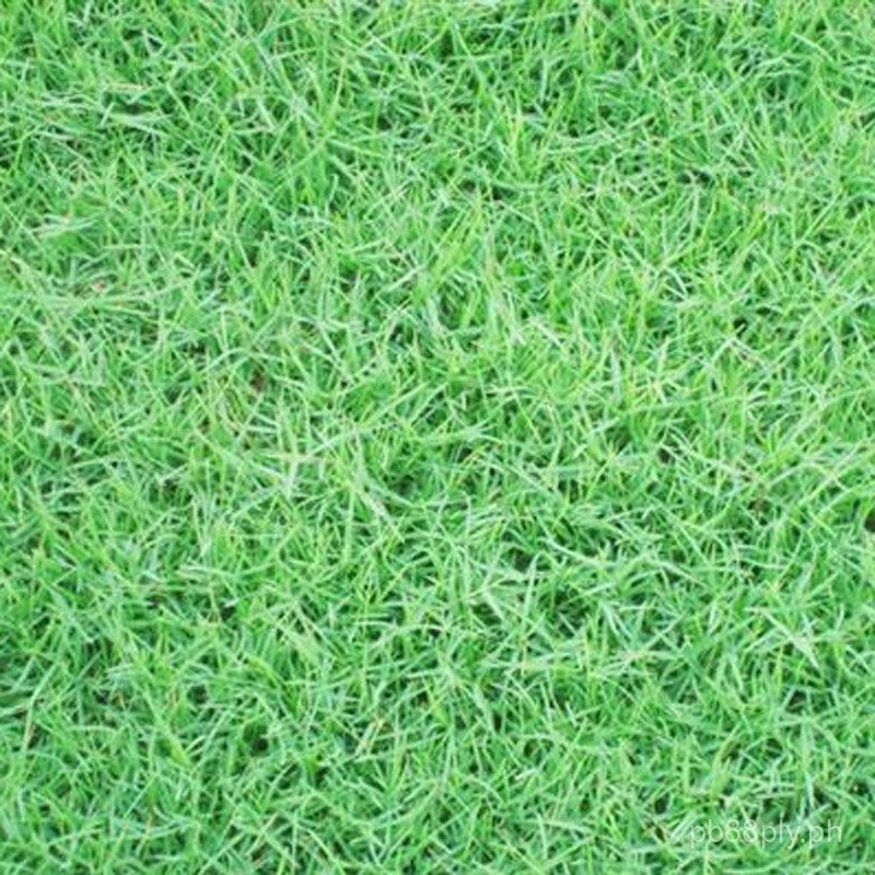 Bermuda Grass Lawn Seeds Cold Resistant Durable Non-Trimming Evergreen ...