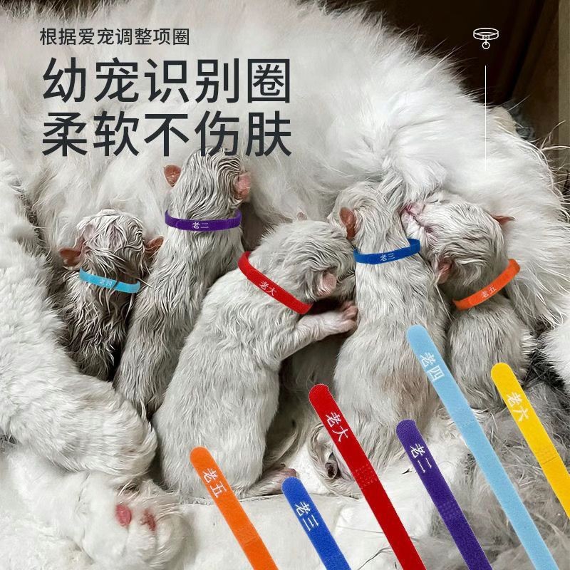 3287 People Collection Newborn Pet Identification Collar Kitten Puppy ...