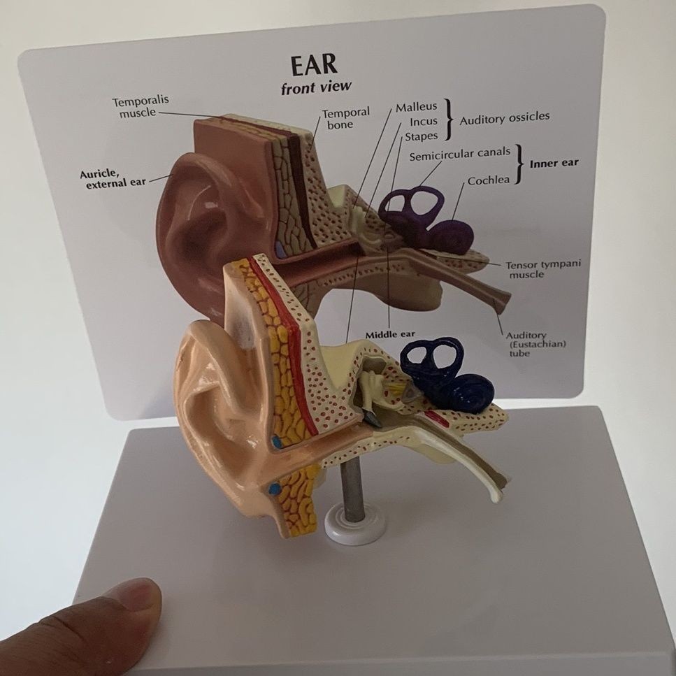 Good Quality Human Healthy Ear Anatomy Model Ear Structure One to One ...