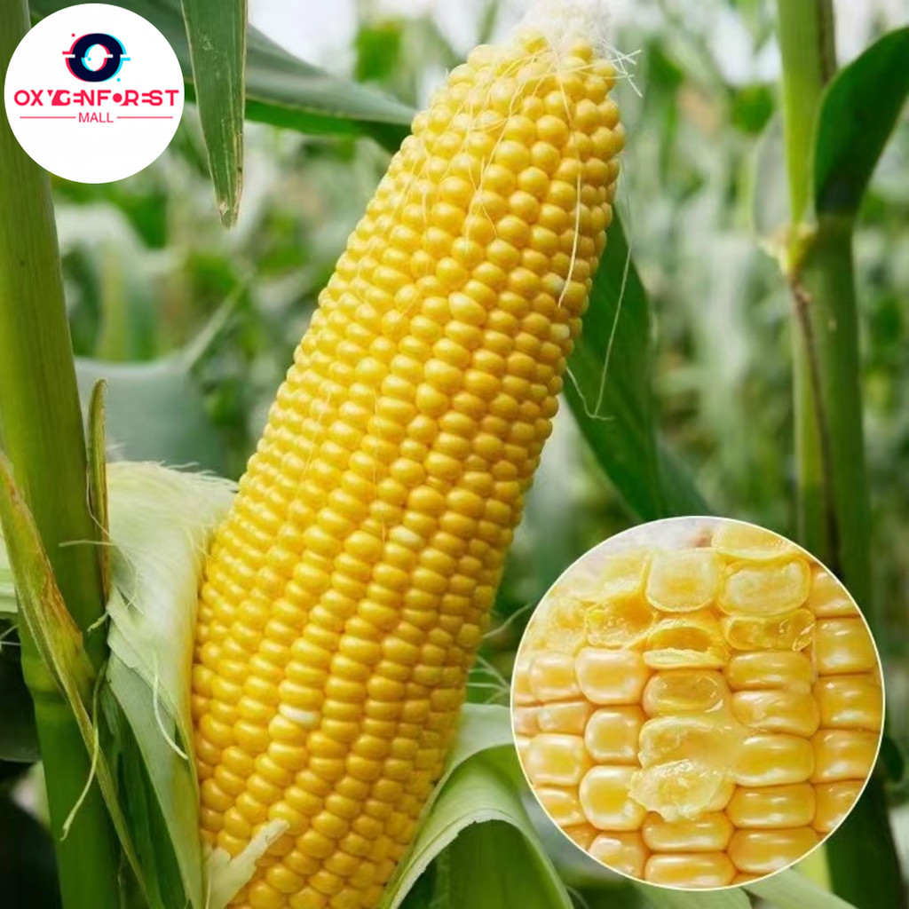 SUPER SWEET CORN SEEDS - (20seeds）super sweet corn variety | Shopee ...