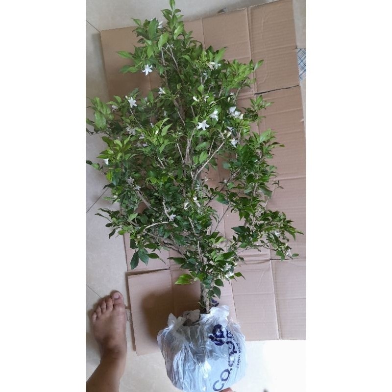 Big pot laurel tree, beautiful tree.Hcm EXPRESS DELIVERY ONLY) | Shopee ...