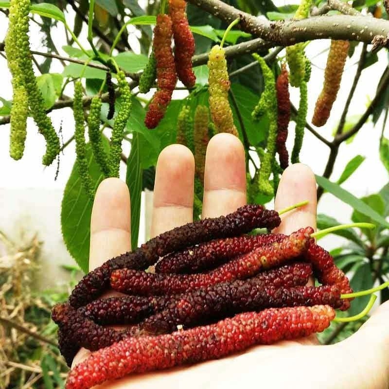 Garden Plant Seeds Fruit Tree Seeds 20Seeds Black Mulberry Tree Seeds ...