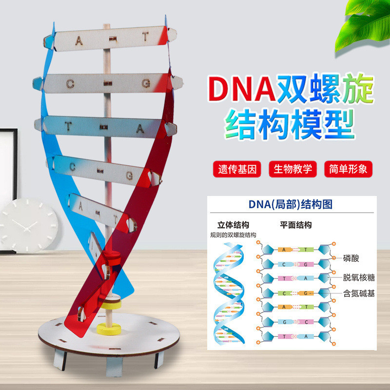 DNA Double Helix Structure Model diy Making Handicraft Materials ...