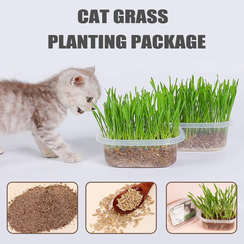Cat Grass Seeds with Loam Soil & Pot Cat Grass Hydroponic with Tray ...
