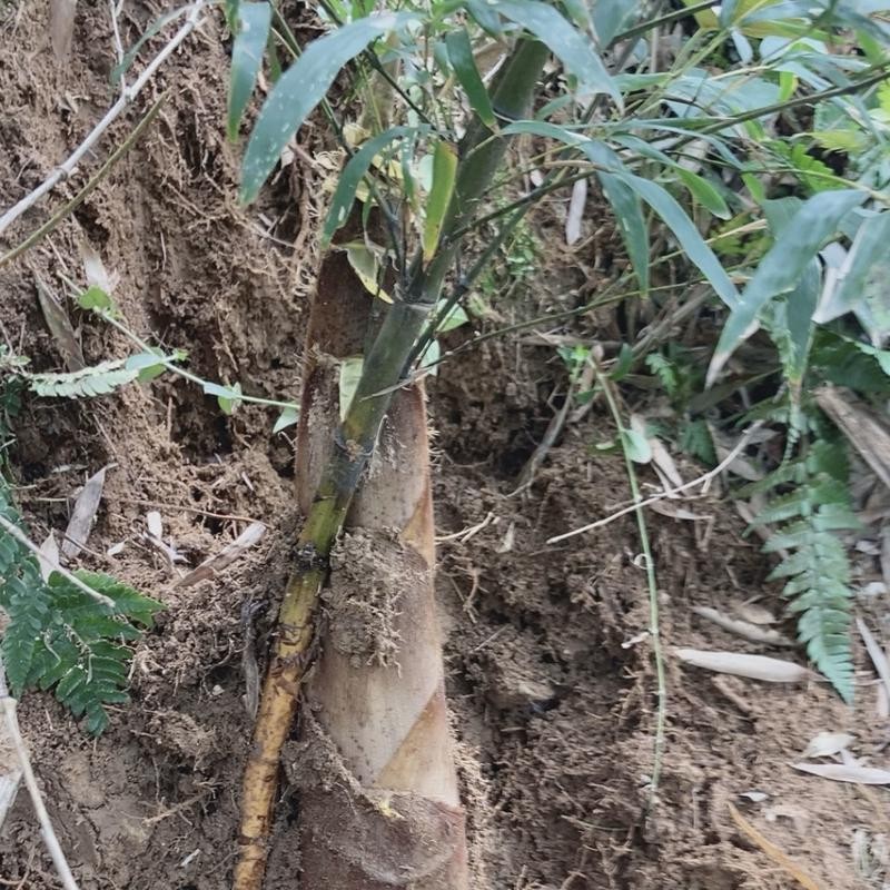 SF Express Thunder Bamboo Seedlings for Planting Edible Bamboo Shoots ...