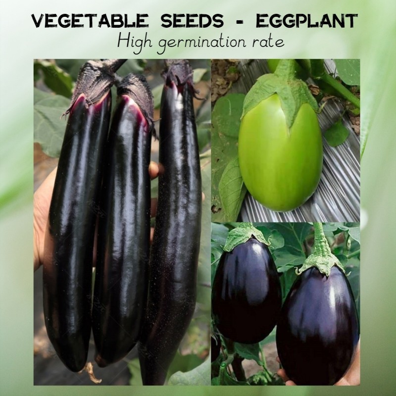 High Yield Eggplant Seeds for Planting Vegetable Plants Balcony Potted ...