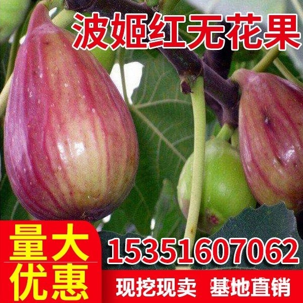 Bogi Red Fig Tree Seedlings for North and South Courtyard Planting ...