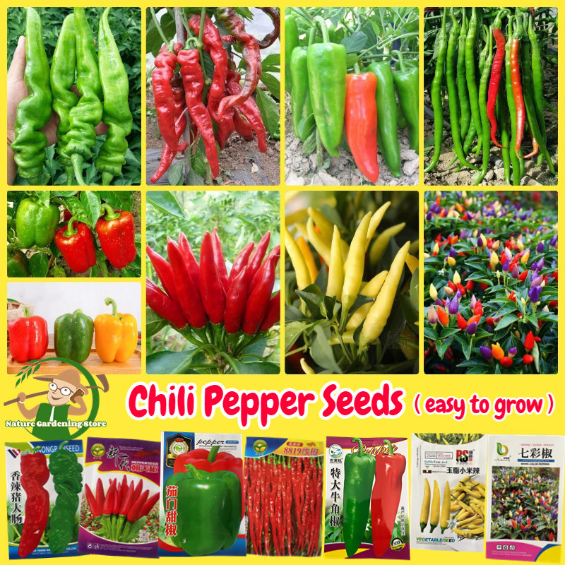 Fresh Organic Chili Pepper Seeds for Planting High Yield Siling Labuyo ...