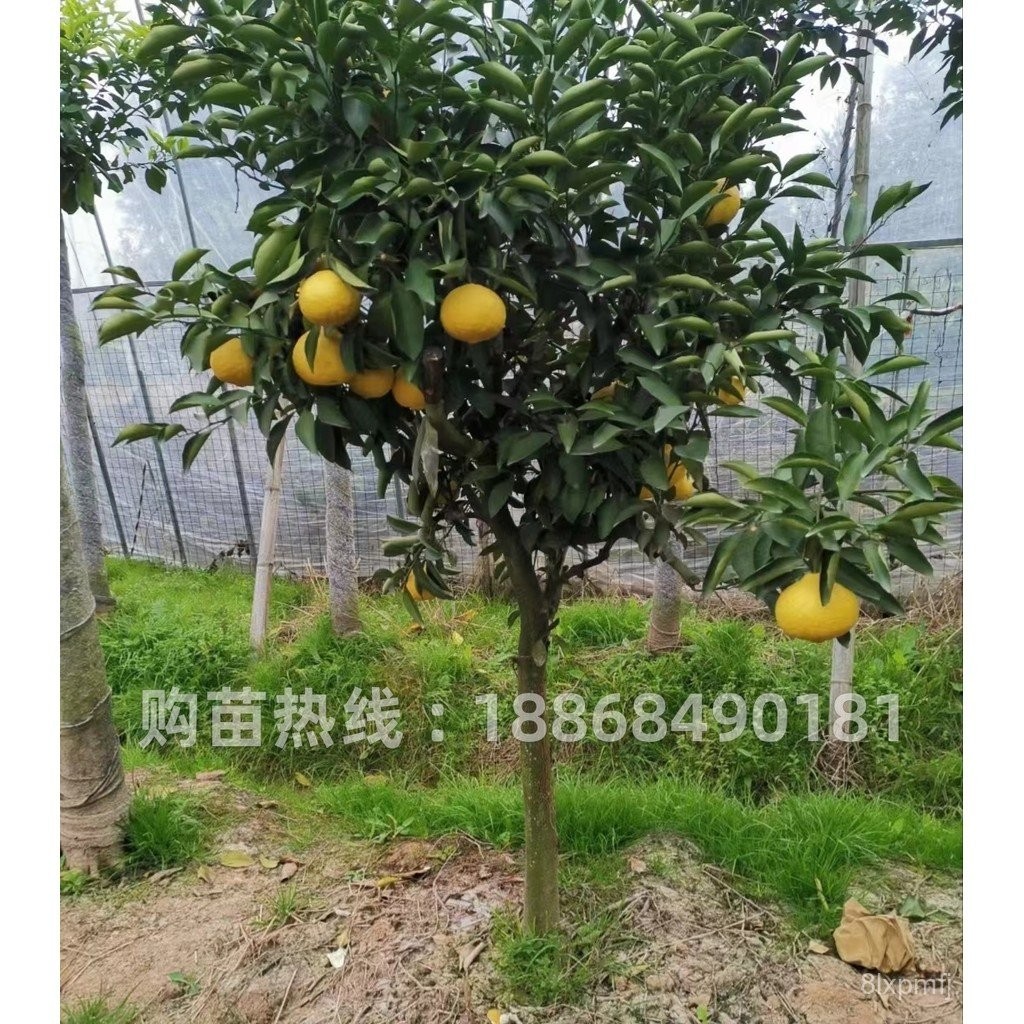 New Variety Citrus Seedlings Sunshine No.1 Orange Pomelo Grafted Citrus ...