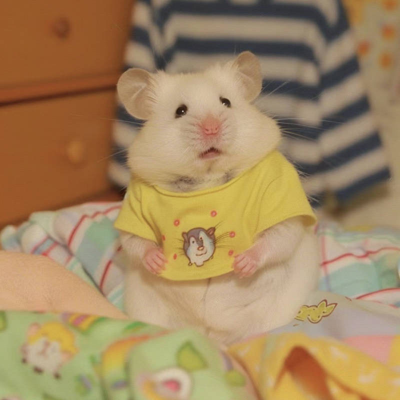 【Ready Stock】 Little Hamster Djungarian Hamster Hamster Clothes Four ...