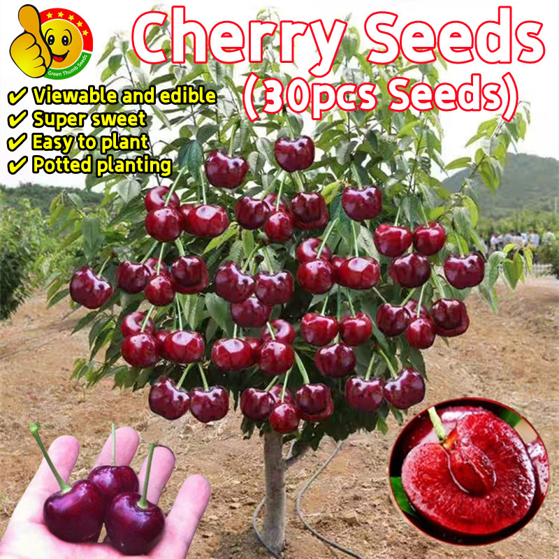 100% Original Edible Dwarf Cherry Fruit Seeds for Sale Fresh 30pcs ...