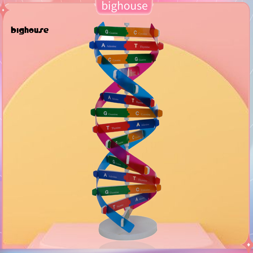 DNA Models Double Helix Structure Teaching Toy ABS Double Helix DIY ...