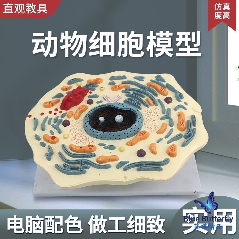 Good Quality Biological Cell Model Handmade Animal Cell Model ...