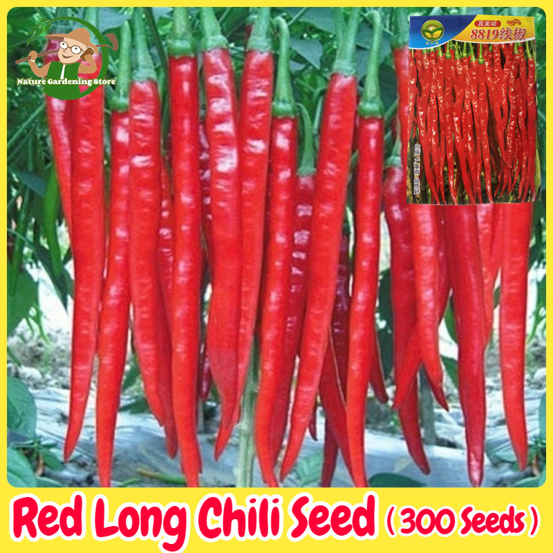 Fresh Organic Red Long Chili Seeds for Planting 300pcs High Yield Super ...